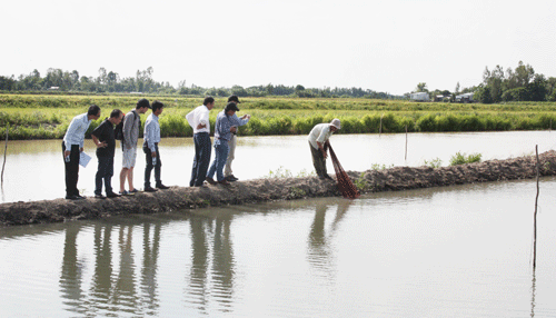 Sustainable development of rice-shrimp farming model in adaptation to ...
